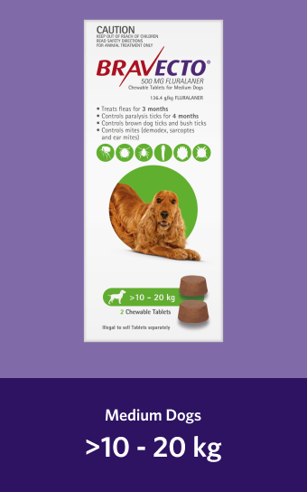 Bravecto Chews for Dogs | Flea and Paralysis Tick Protection